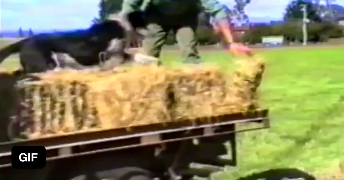 Farm Dog Level: Expert - 9GAG