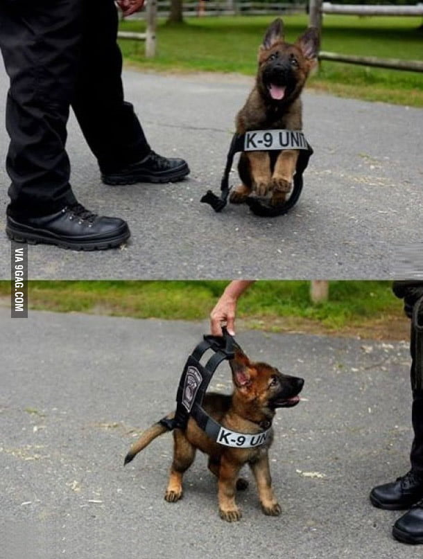 A puppy in training to be part of Boston Police Department’s K-9 Unit ...