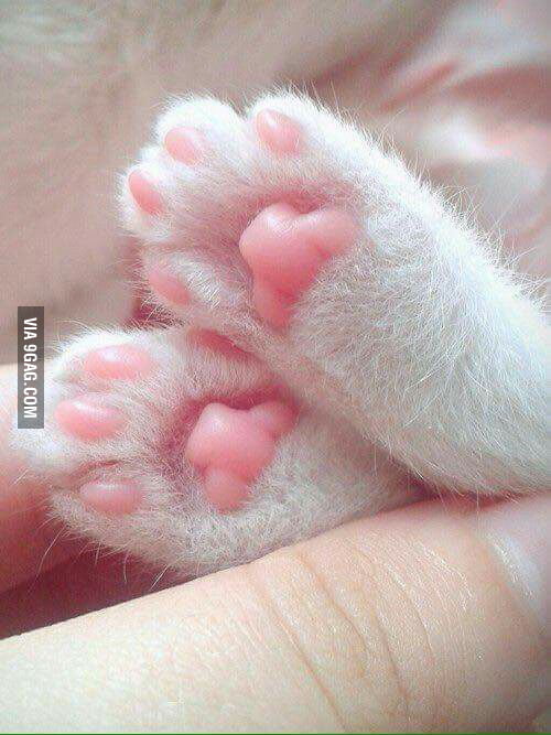 Tiny Pink Kitten Paw - 9GAG