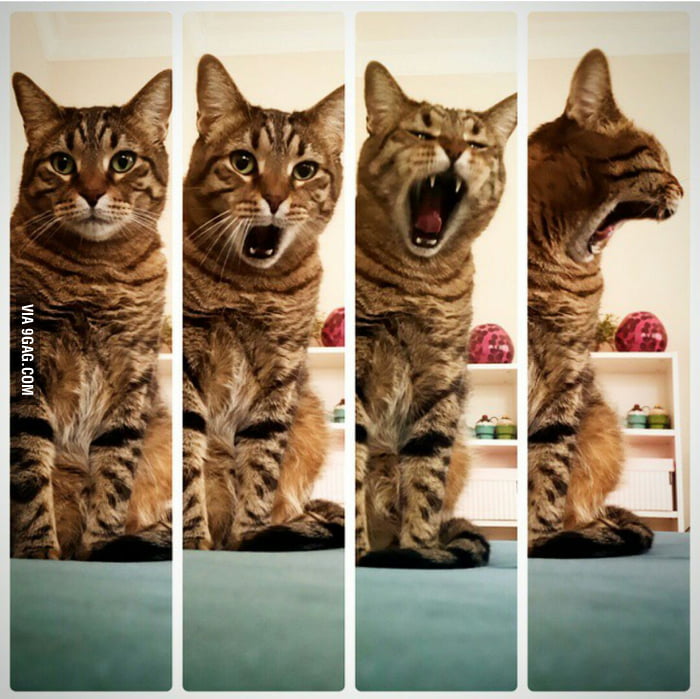 Cat vs Opera - 9GAG