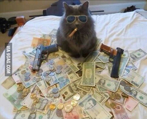 Thug life cat - 9GAG