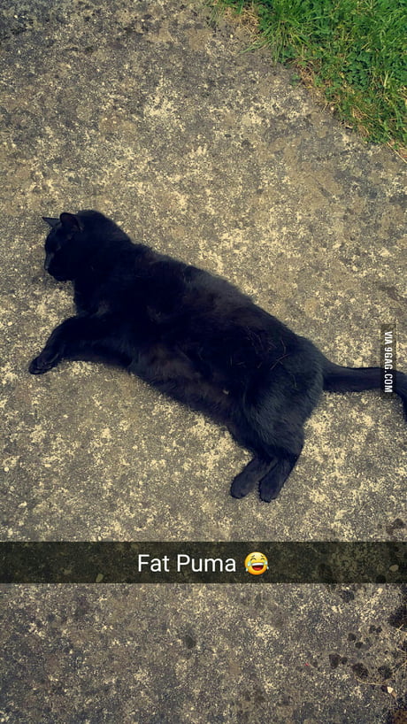 Puma Cat Memes Pumba's Journey. From Abandoned To Beloved — An…