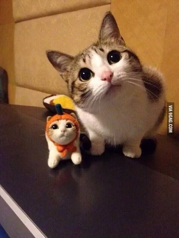 Why is he tiny? - 9GAG