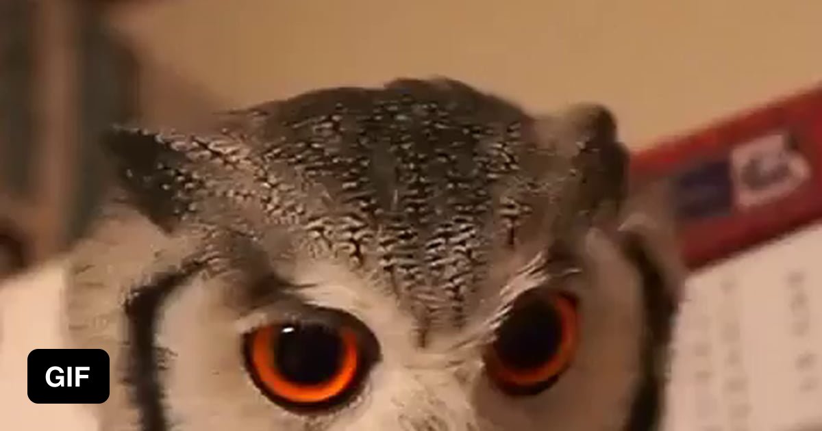 Owl gets pissed off - 9GAG