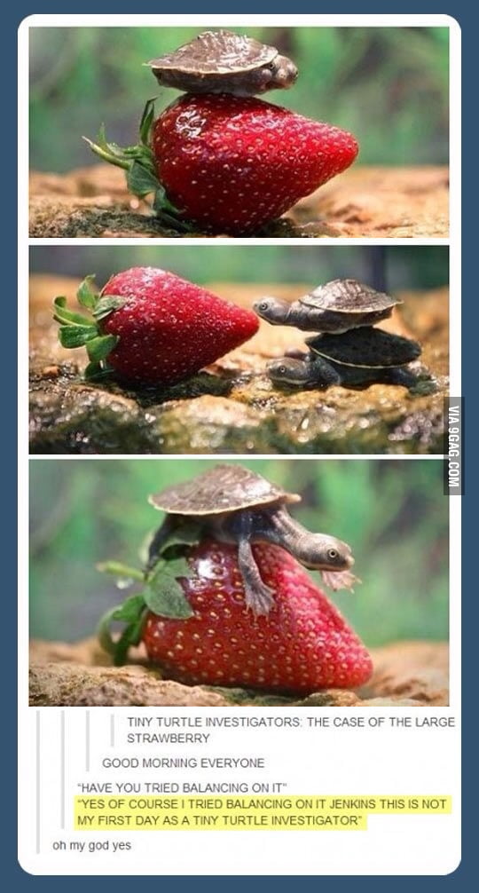 Tiny Turtle Investigators - 9GAG