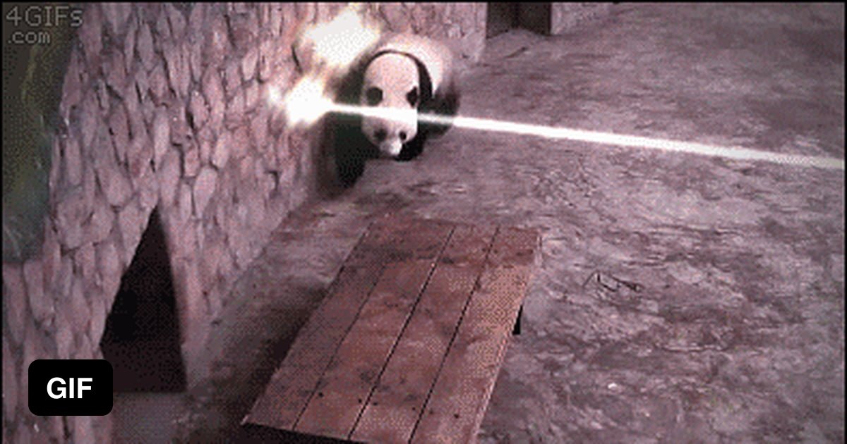 Secret agent panda! - 9GAG