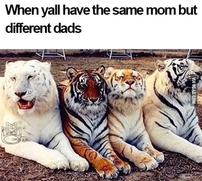 When y'all have the same mom but different dads - 9GAG
