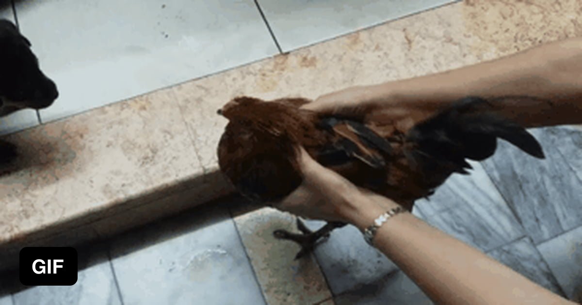 Chicken head stability - 9GAG