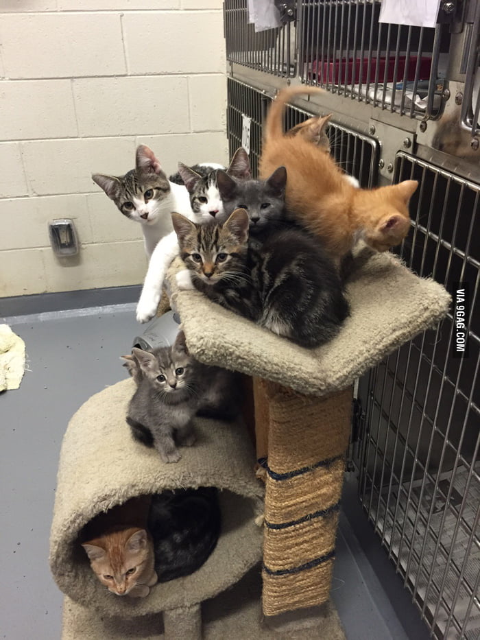putting-that-cat-tree-to-good-use-9gag
