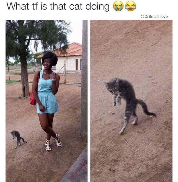 Sneaky cat - 9GAG