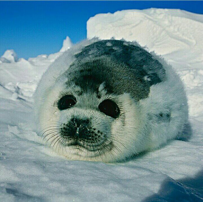 Just a cute baby seal - 9GAG