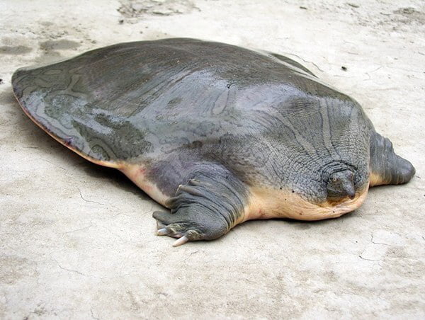A Turtle Without Its Shell 9GAG