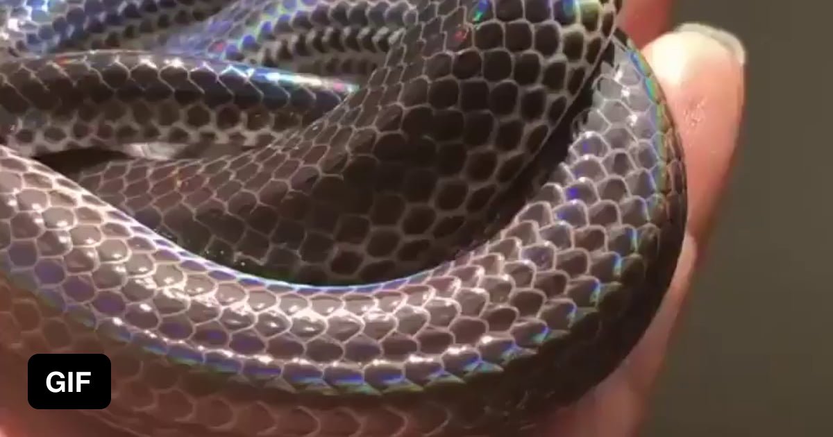 The scales on this snake - 9GAG