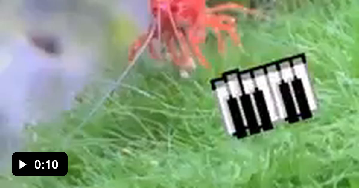 Just a shrimp playing the piano - 9GAG