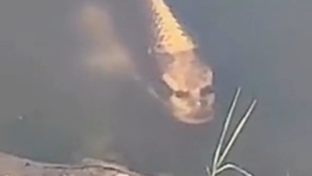 Hello Fish-man - 9GAG