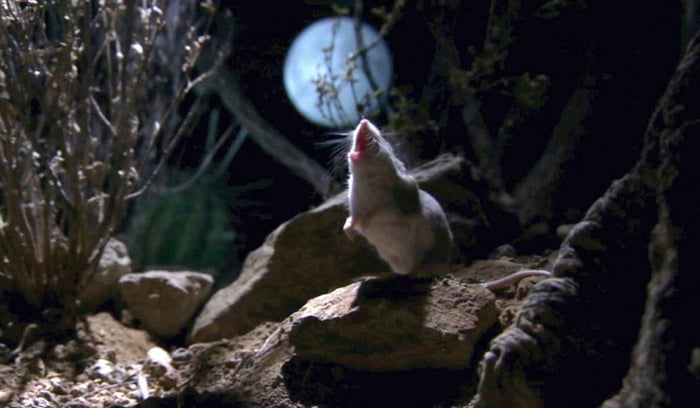 Grasshopper mouse howling at the moon - 9GAG