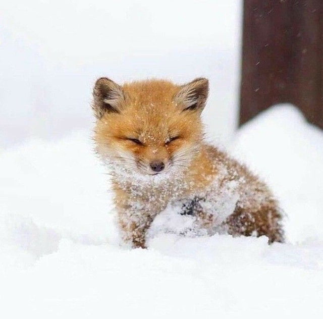 Smol fox - 9GAG
