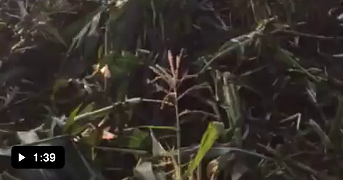 Ural Airlines Flight 178, an Airbus A321-211, registration VQ-BOZ, was ...