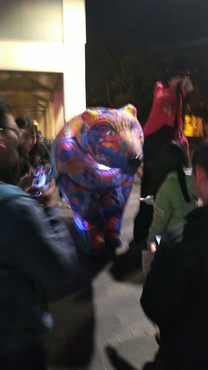Lsd bear. Australia's most dangerous species - 9GAG