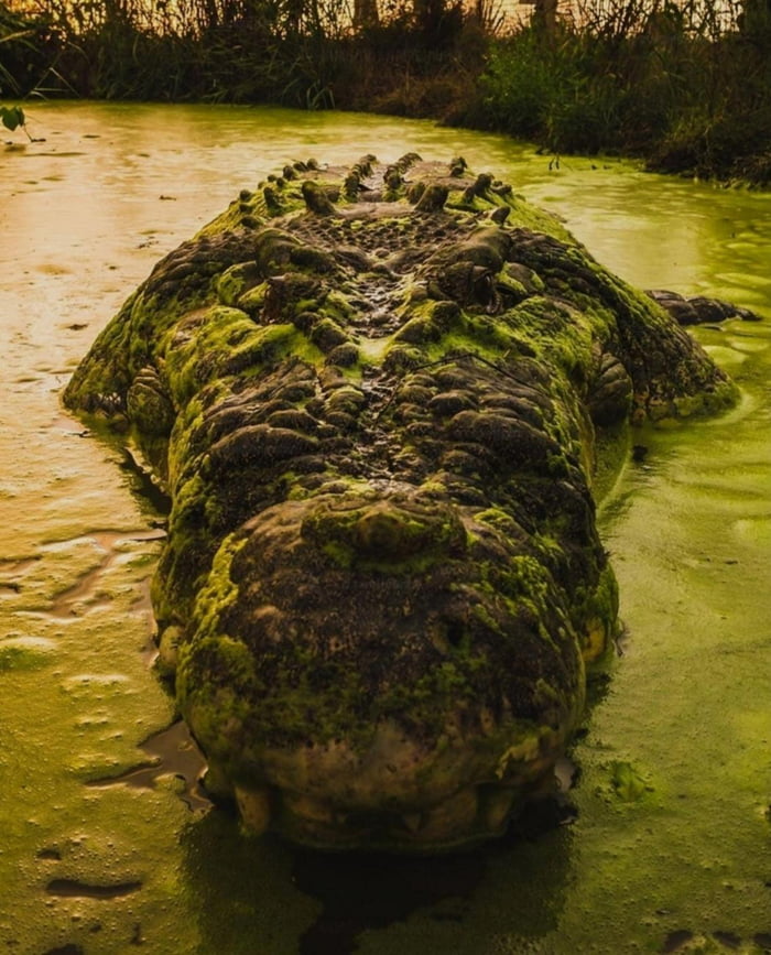 Imagine going on a leisurely stroll thru the swamp and tripping over ...