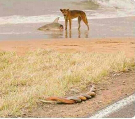 Australia is f**king mental this is an actual photo of a dog eating a ...