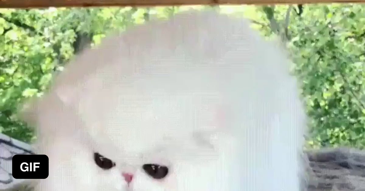 Fluffy cloud with beautiful eyes - 9GAG