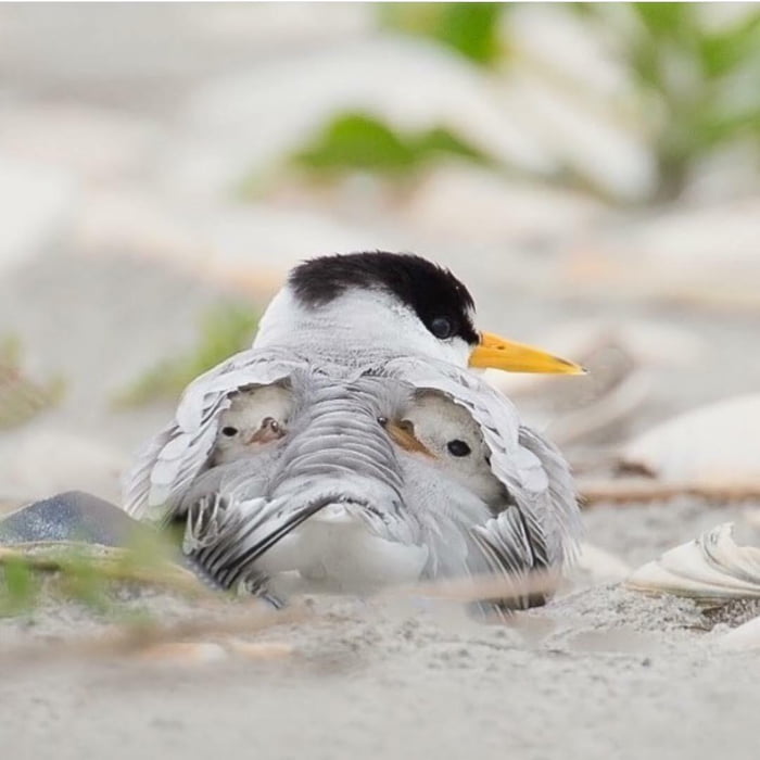 Baby Terns snuggle with momma! - 9GAG