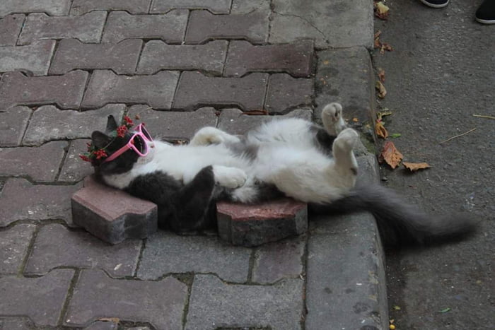 Typical cat of Turkey, welcome to Catstanbul - 9GAG