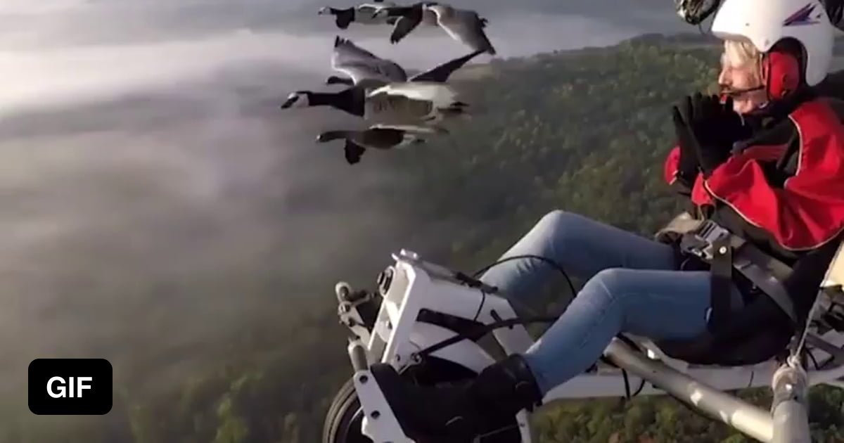 Flying with the birds. - 9GAG