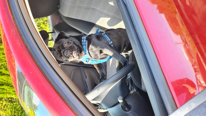No need for a tesla if you have a pug driver - 9GAG