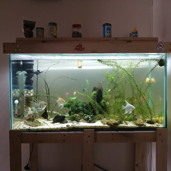 All my life I wanted a fish tank and finally at 34 I got it - 9GAG