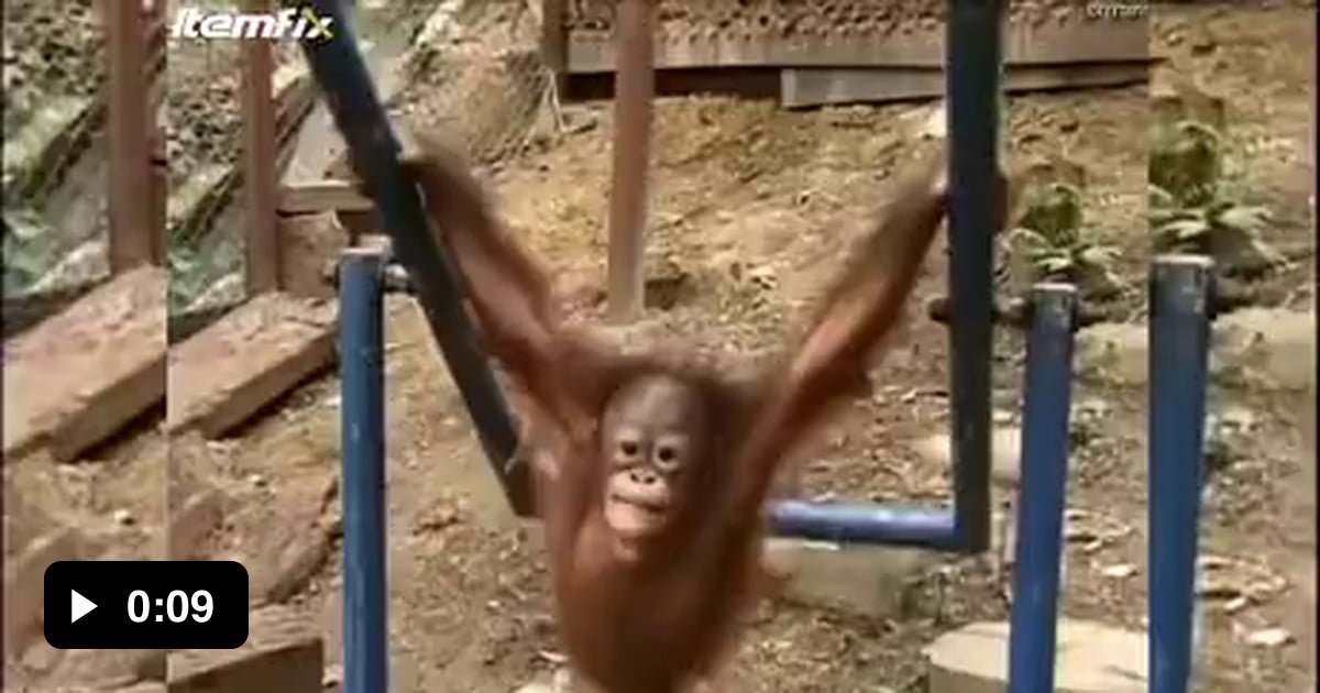 Poor monkey... - 9GAG