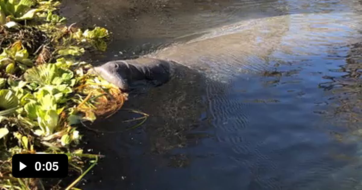 Manatee grabbing a bite to eat in Florida - 9GAG