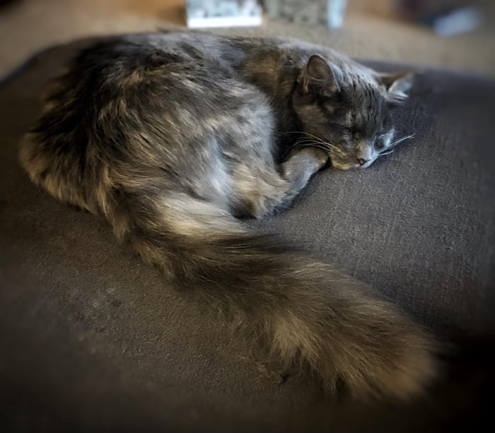 Mimi, sleeping princess, 8 mo and fabulous (just look at that tail!) - 9GAG