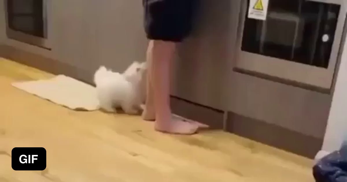 Whose that fluffball?! - 9GAG