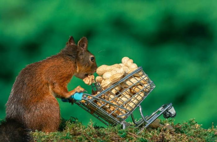 Shopping for nuts.... - 9GAG