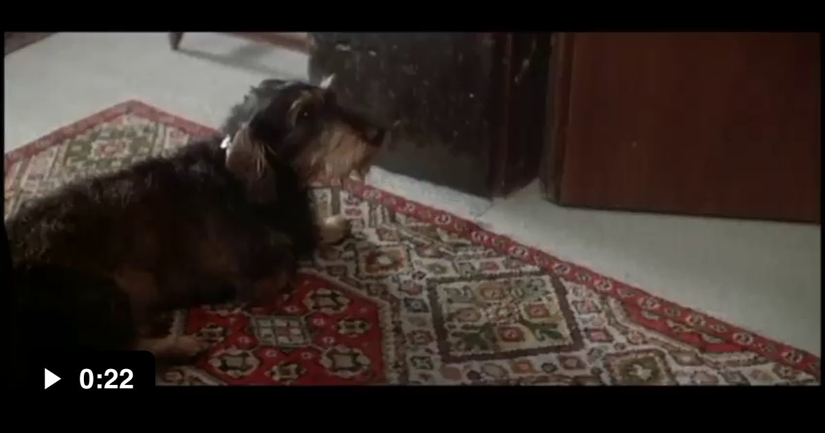 Does your dog bite? - 9GAG