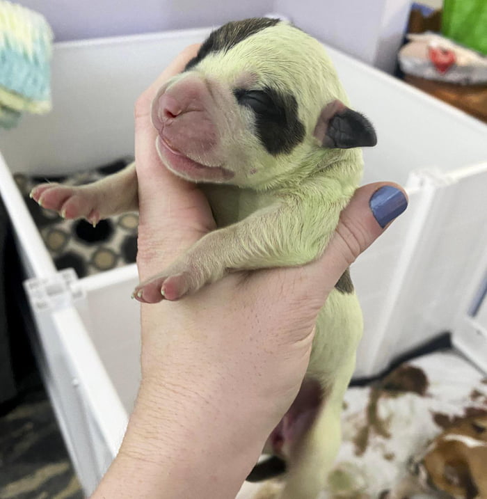 A rare bright green bulldog puppy named Shrek was recently born in Nova ...