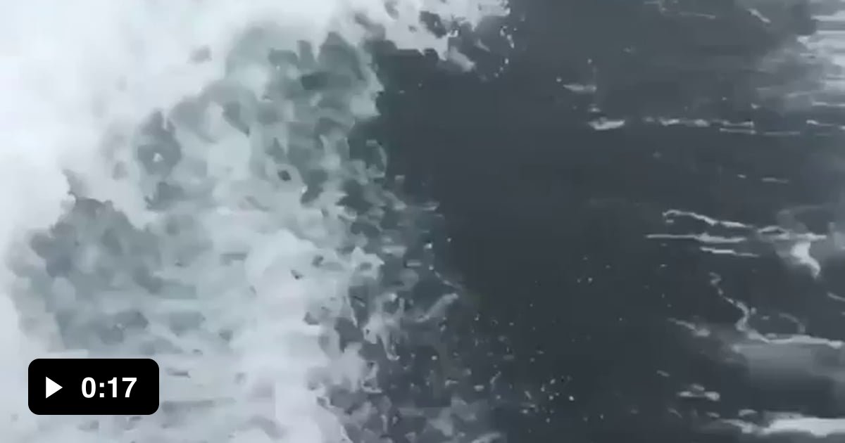 Amazing footage of an orca whale interacting with humans - 9GAG