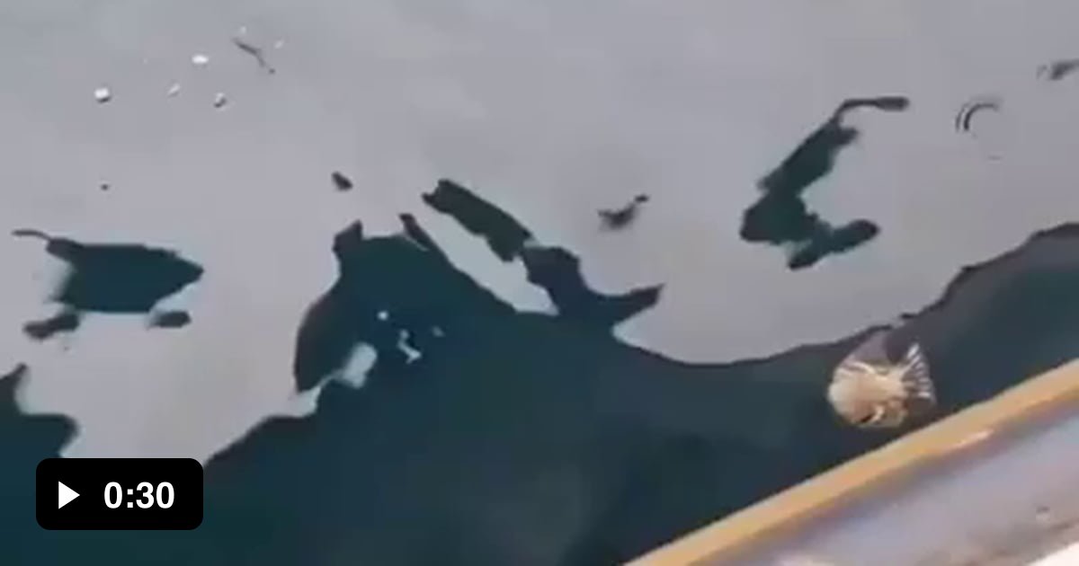 Saving a bird from drowning - 9GAG