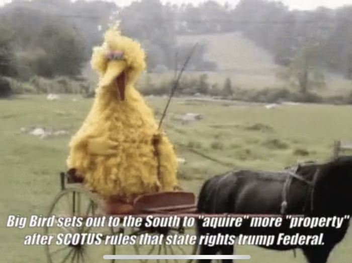 Big-brain Bird - 9GAG