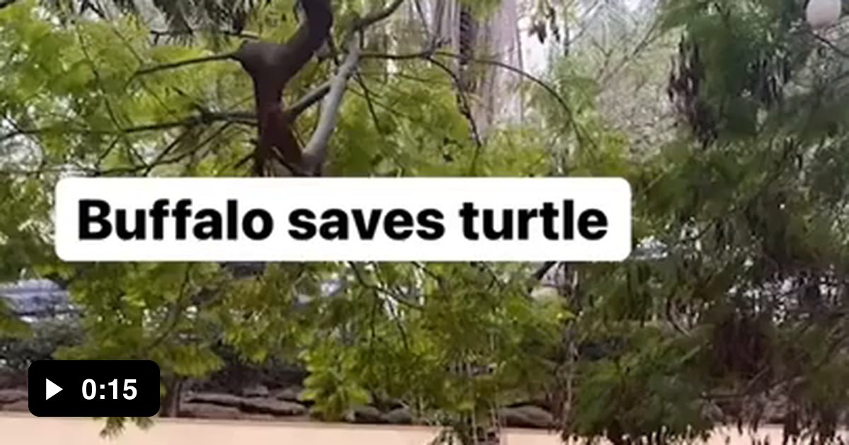 What a gentle buffalo - 9GAG