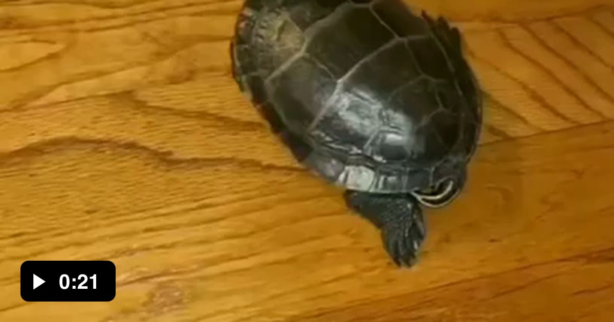 Ninja turtle & kermit the frog - 9GAG