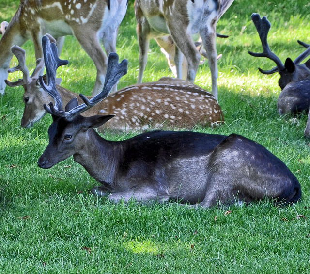 The ultra rare Melanistic Black Whitetail Deer is, along with the ...
