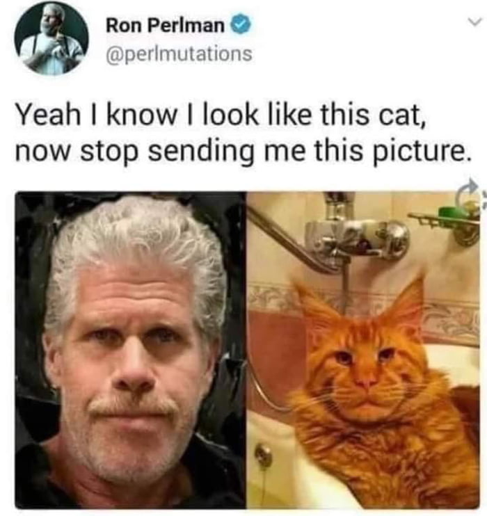 This is so perfect as he played a cat person in “Beauty and the Beast ...