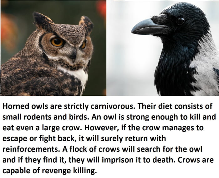 All is gangsters until a flock of crows arrives - 9GAG