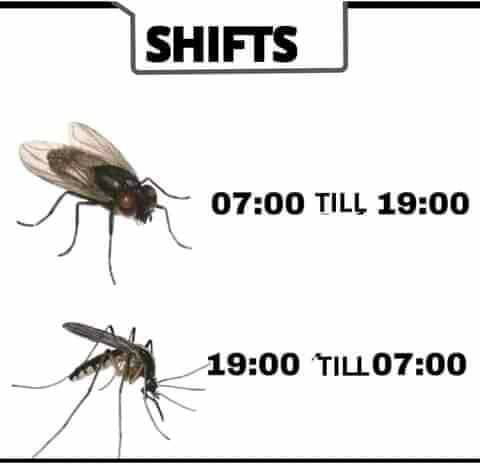 Hardest working bugs on the planet - 9GAG