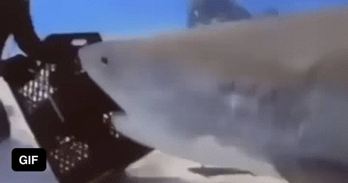 Scubor the Deep, rotator of sharks - 9GAG