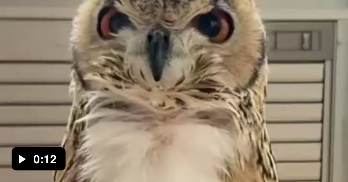 Okay guys we have to be careful someone here is possessed by an Owl - 9GAG