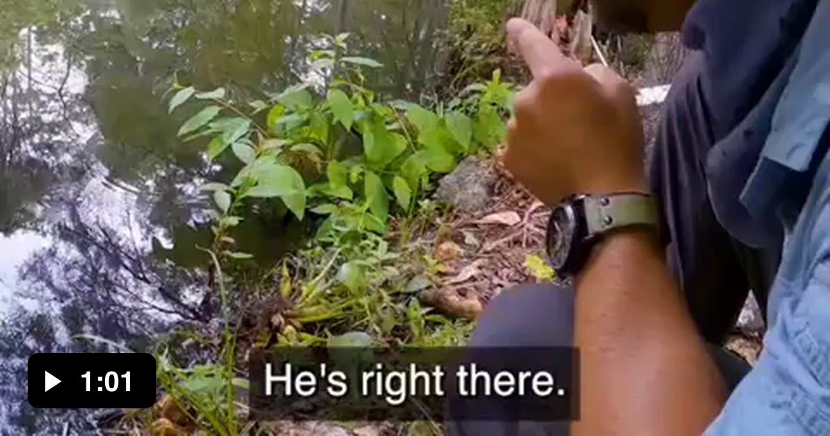 No traps. Not nets. No problem! - 9GAG